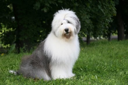 Top 15 Long-Haired Dog Breeds (With Info & Pictures) | Hepper Pet Resources