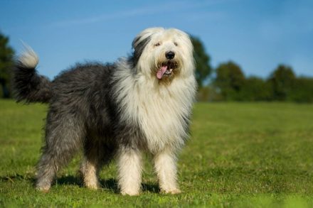 30 European Dog Breeds: A Complete Overview (With Info & Pictures ...