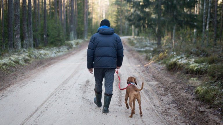 When is the Best Time of Day to Walk My Dog? What You Should Know ...