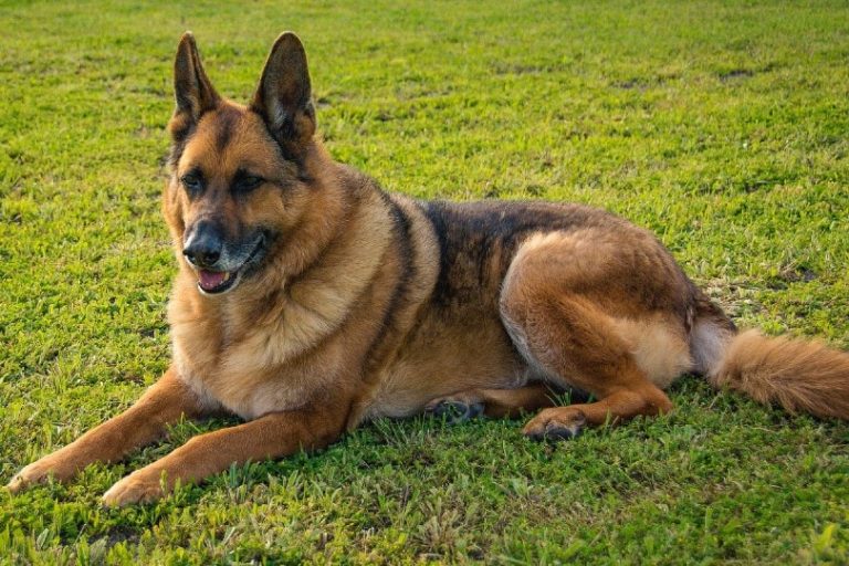 10 Most Popular Dog Breeds in Florida in 2026 (With Info & Pictures ...