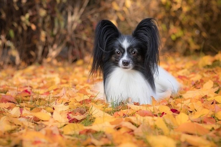 What Were Papillons Bred For? Breed History Explained | Hepper Pet ...