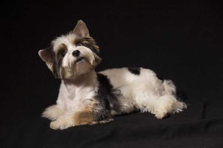 Yorkie Growth & Weight Chart: Puppy to Adult Size Guide | Hepper Pet ...