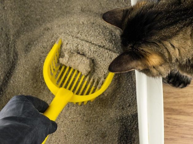 Lightweight vs. Regular Cat Litter (2026 Comparison): Which One Is ...