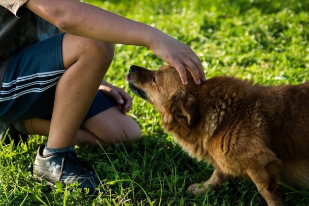 Can Dogs See in the Dark? Canine Night Vision Explained (Vet-Verified ...