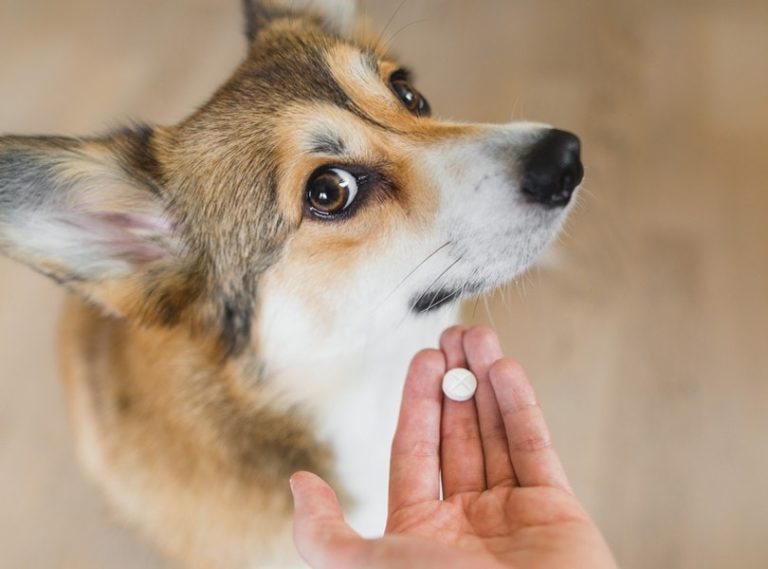 How to Get Dogs to Take Pills: 15 Vet-Approved Ways | Hepper Pet Resources