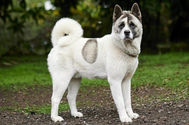 9 Scandinavian Dog Breeds: An Overview (with Pictures) | Hepper Pet ...
