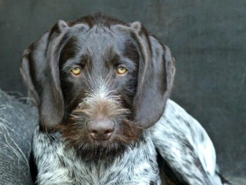 How Big Do German Wirehaired Pointers Get? With Size & Growth Chart ...