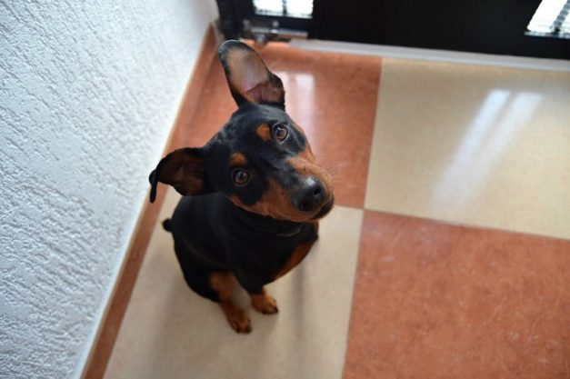 German Pinscher Dog Breed: Info, Pictures, Personality & More | Hepper ...