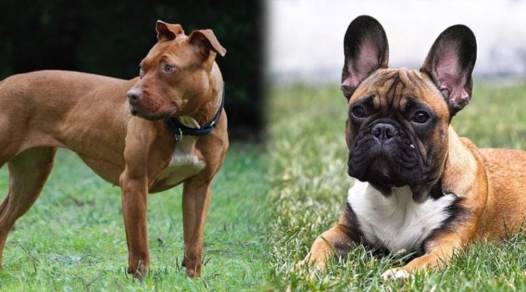 French Bulldog & Pitbull Mix: Info, Pictures, Characteristics & Facts ...