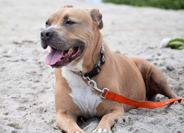 When Do Pitbulls Go into Heat? Stages & Signs to Watch For | Hepper Pet ...