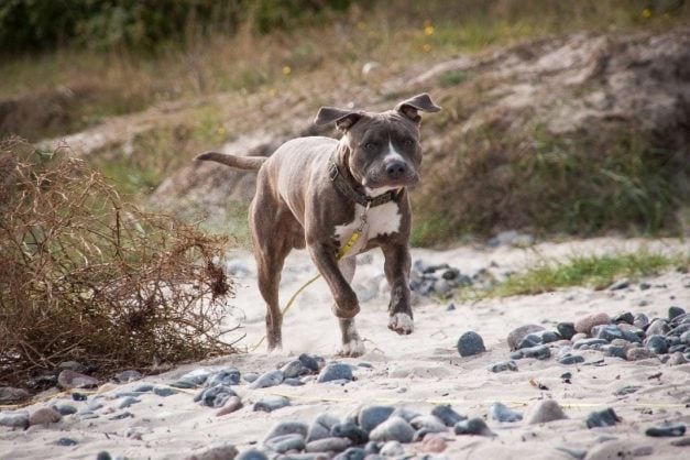 How Fast Can a Pitbull Run? Breed Characteristics & Speed Comparison ...
