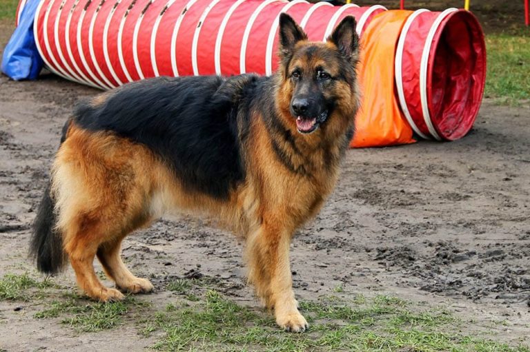 20 German Dog Breeds (with Info & Pictures) | Hepper Pet Resources