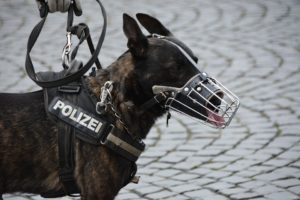 12 Police Dog Breeds: Info, Pictures, Facts & History | Hepper Pet ...