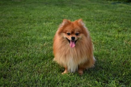 15 Pomeranian Mixed Breeds (With Info & Pictures) | Hepper Pet Resources