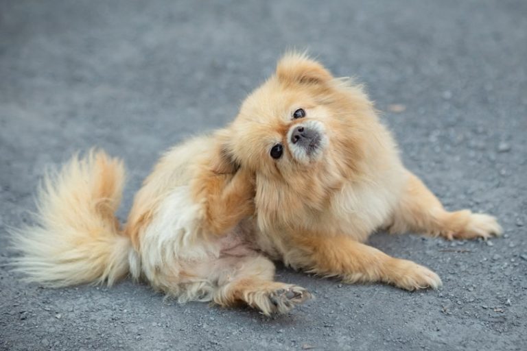 Cream Pomeranian: Facts, Origin & History (with Pictures) | Hepper Pet ...