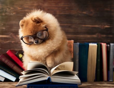 50 Hilarious Dog Jokes: Wholesome Fun for Everyone | Hepper Pet Resources