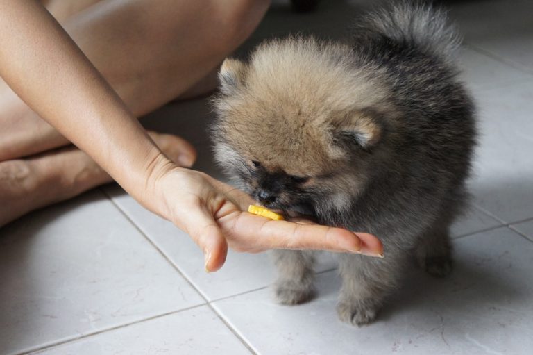 How to Train a Pomeranian: 10 Vet-Approved Tips | Hepper Pet Resources