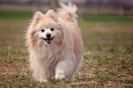 Fox Face Pomeranian: Facts, Origin & History (With Pictures) | Hepper ...
