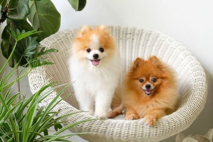 Fox Face Pomeranian: Facts, Origin & History (With Pictures) | Hepper ...