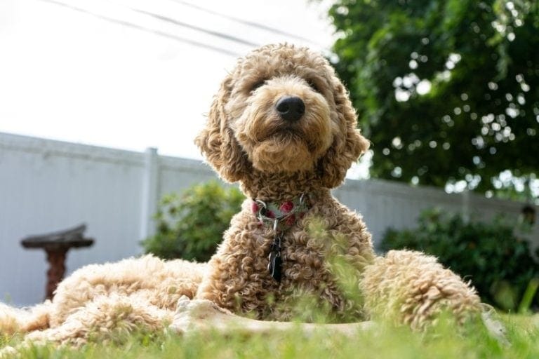 What Is a Poodle's Personality & Temperament Like? Breed Interesting ...