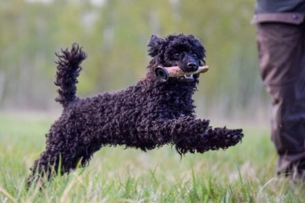 Black Poodle: Info, Pictures & Facts | Hepper Pet Resources