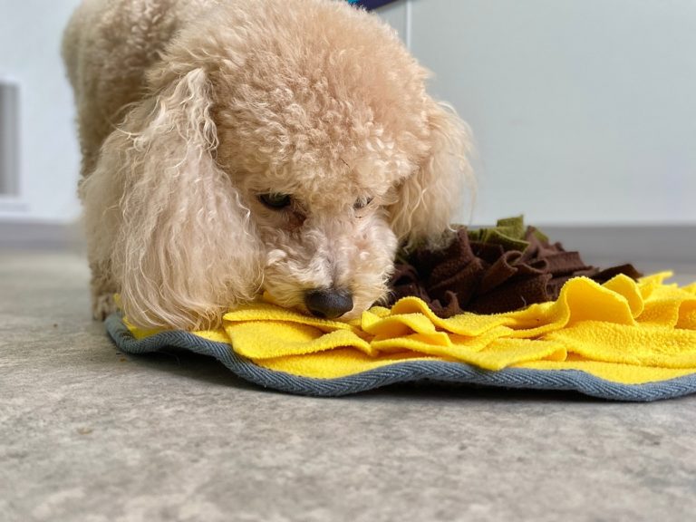 7 Mental Exercises to Stimulate Your Dog (Vet Approved) | Hepper Pet ...