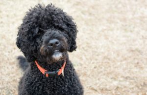 6 Portuguese Water Dog Colors & Patterns (With Pictures) | Hepper Pet ...