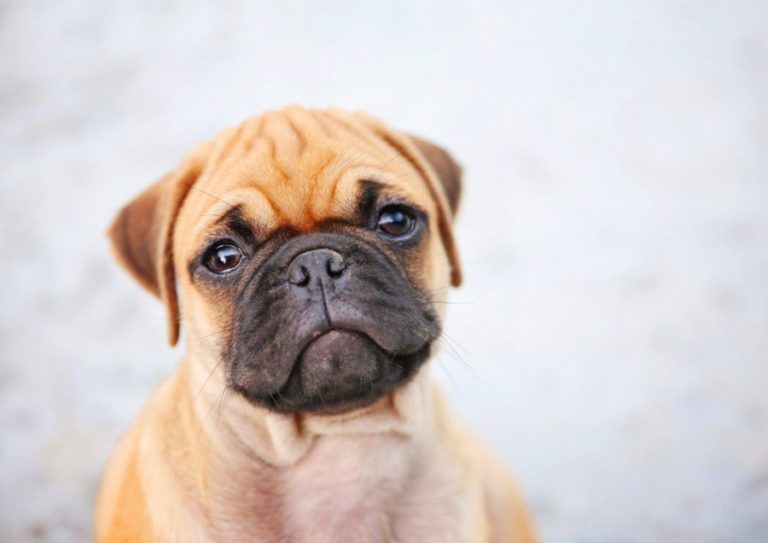 32 Pug Mixed Breeds (With Info & Pictures) | Hepper Pet Resources