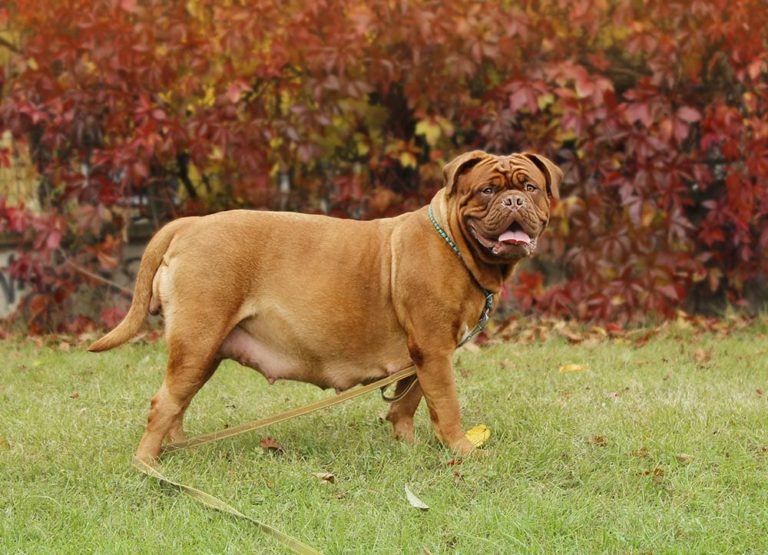 How Long Does It Take Dogs to Have Puppies? Vet-Verified Facts & FAQ ...