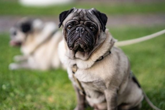 How Common Are Eye Problems for Pugs? Vet Reviewed Facts & FAQ | Hepper ...