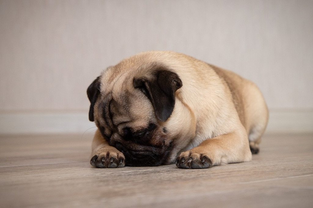 Hyperkeratosis in Dogs: Vet-Explained Symptoms & Treatment | Hepper Pet ...