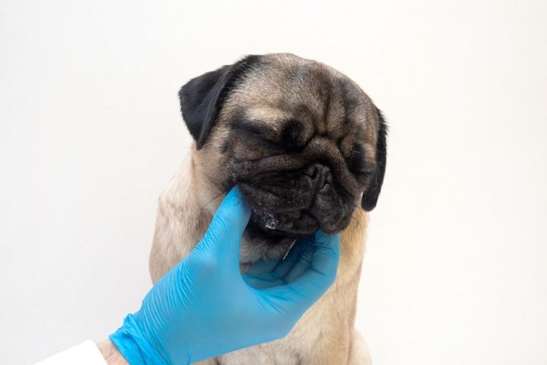 How to Care for a Pugs Teeth: 8 Vet Approved Tips | Hepper Pet Resources
