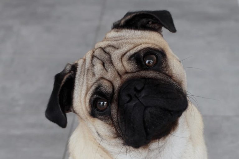 15 Common Pug Colors and Patterns (With Pictures) | Hepper Pet Resources