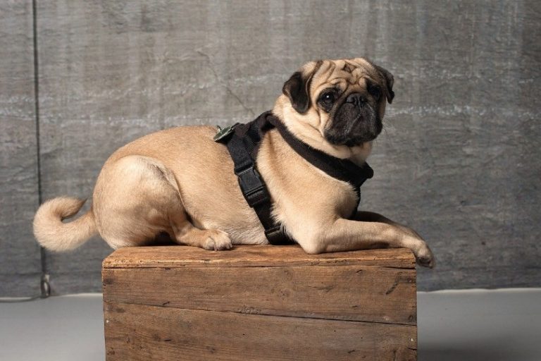 What Were Pugs Bred For? Origins & History Explained | Hepper Pet Resources