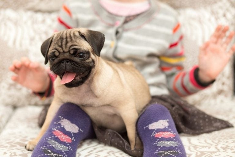 What Were Pugs Bred For? Origins & History Explained | Hepper Pet Resources