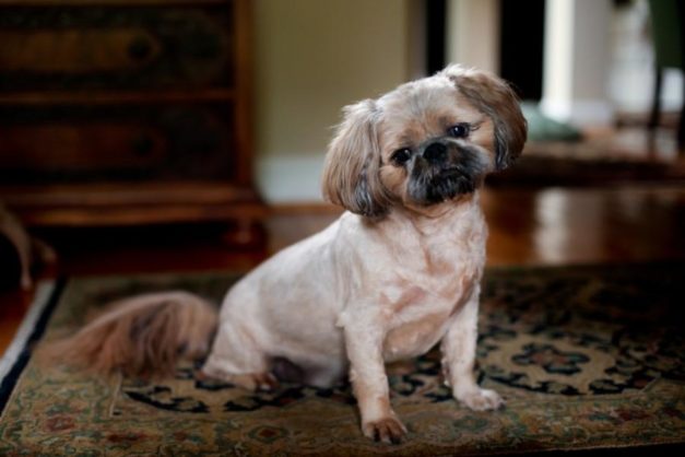 24 Most Popular Mixed Dog Breeds (With Info & Pictures) | Hepper Pet ...