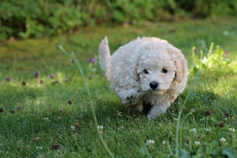 20 Adorable Teacup Dog Breeds (With Info & Pictures) | Hepper Pet Resources