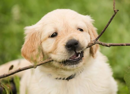 Why Do Puppies Chew on Everything? 7 Vet Reviewed Reasons | Hepper Pet ...