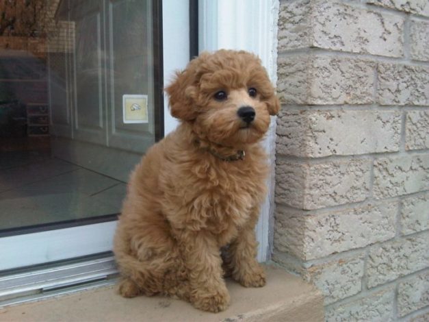 11 Beautiful Mini Goldendoodle Colors (with Pictures) | Hepper Pet ...