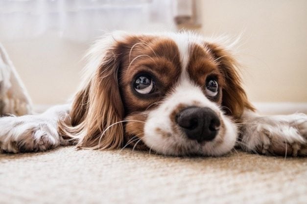 Do Dogs Like Eye Contact? Vet-Reviewed Canine Behavior | Hepper Pet ...