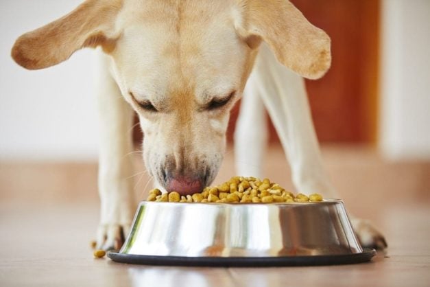 Pet Pride Dog Food Review 2025: Recalls, Pros & Cons | Hepper Pet Resources