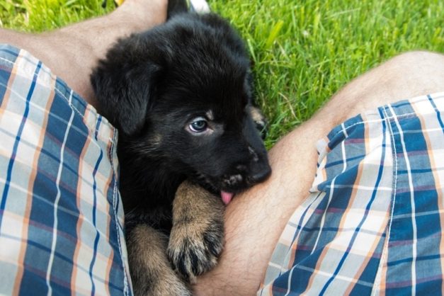 Why Does My Dog Like to Lick My Legs? 6 Reasons for This Behavior ...
