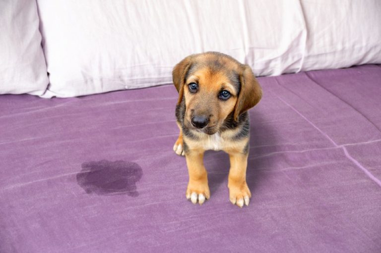 How to Stop Your Dog From Peeing & Pooping in the House: 11 Vet ...