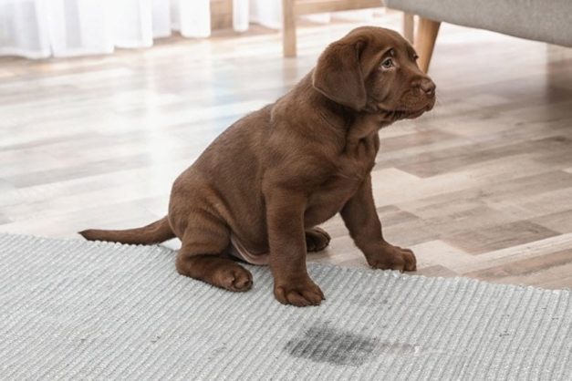 6 Vet-Approved Homemade Dog Pee Repellents That Actually Work! | Hepper ...