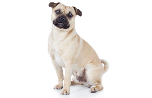 Pug Pit (Pitbull & Pug Mix): Info, Pictures, Characteristics & Facts ...