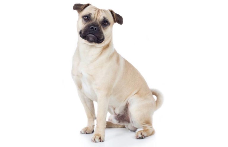 32 Pug Mixed Breeds (With Info & Pictures) | Hepper Pet Resources