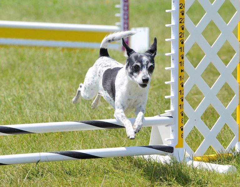 14 Highest Jumping Dog Breeds (With Info & Pictures) | Hepper Pet Resources