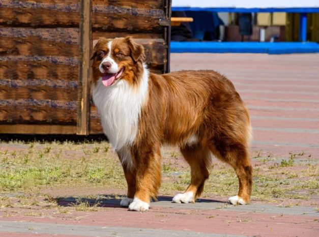 How Much Does a Border Collie Cost? 2025 Price Guide | Hepper Pet Resources