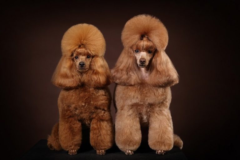 6 Types of Poodles: A Complete Overview (With Info & Pictures) | Hepper ...