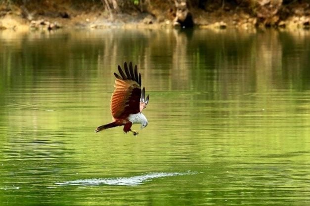 Can a Hawk Pick Up Your Dog? Vet Approved Facts & Safety Tips | Hepper ...